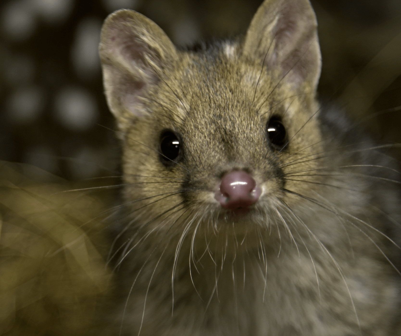 Flame Distribution's Latest Catalog Features Cute Animal Content - APEX